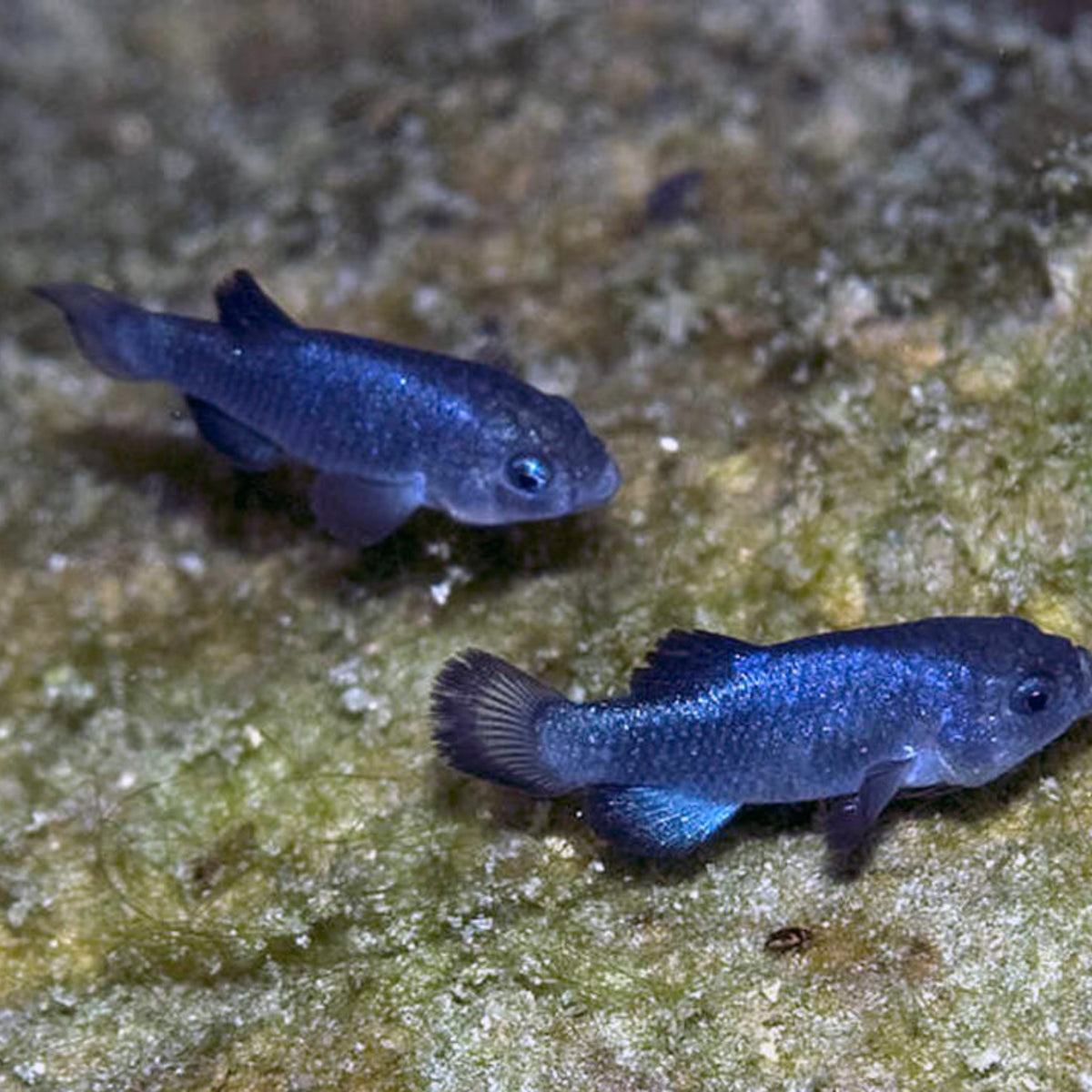 Pupfish in the Devil's Hole survive "desert tsunami"
