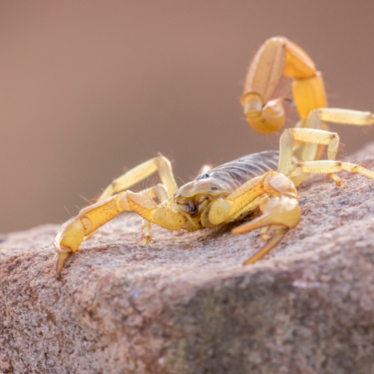 Scorpion horde kills 3, while injuring hundreds in Egypt