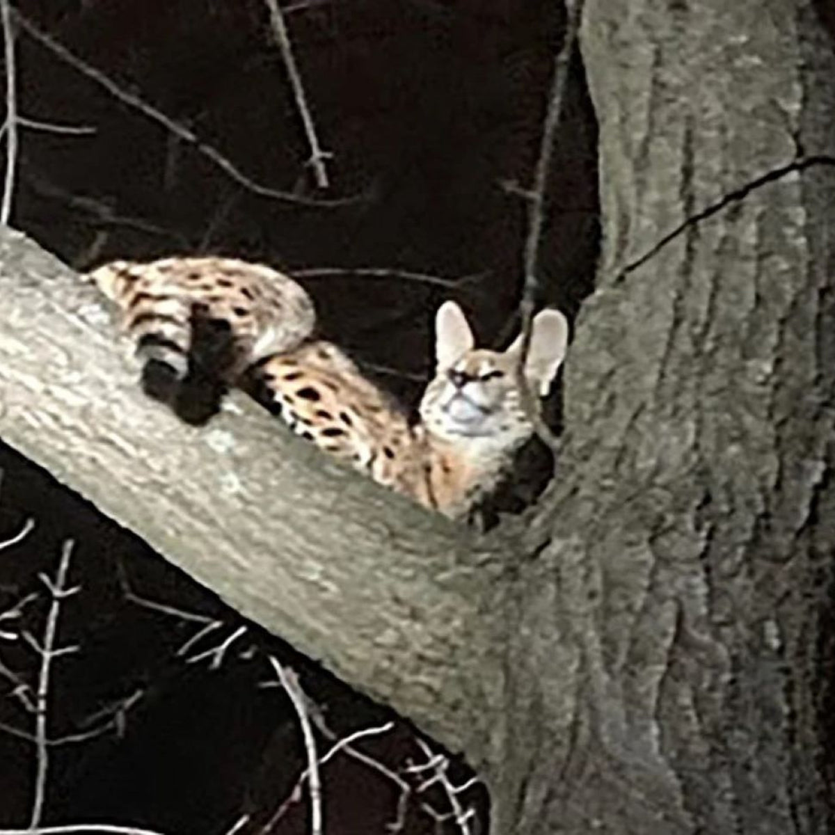 COCAINE CAT: Ohio's answer to Cocaine Bear