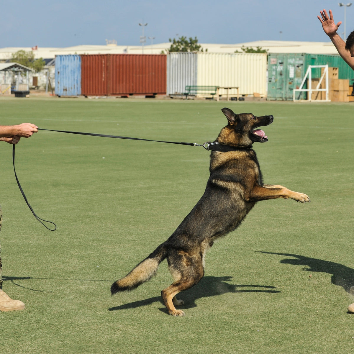 How the U.S. Army K-9 Corps Began Training Dogs for Military Service i