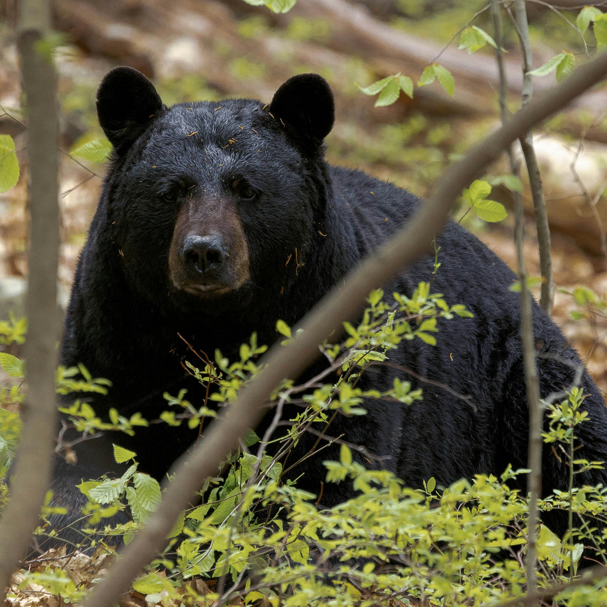 Florida Man Shoots Bear Hiding in His Shower